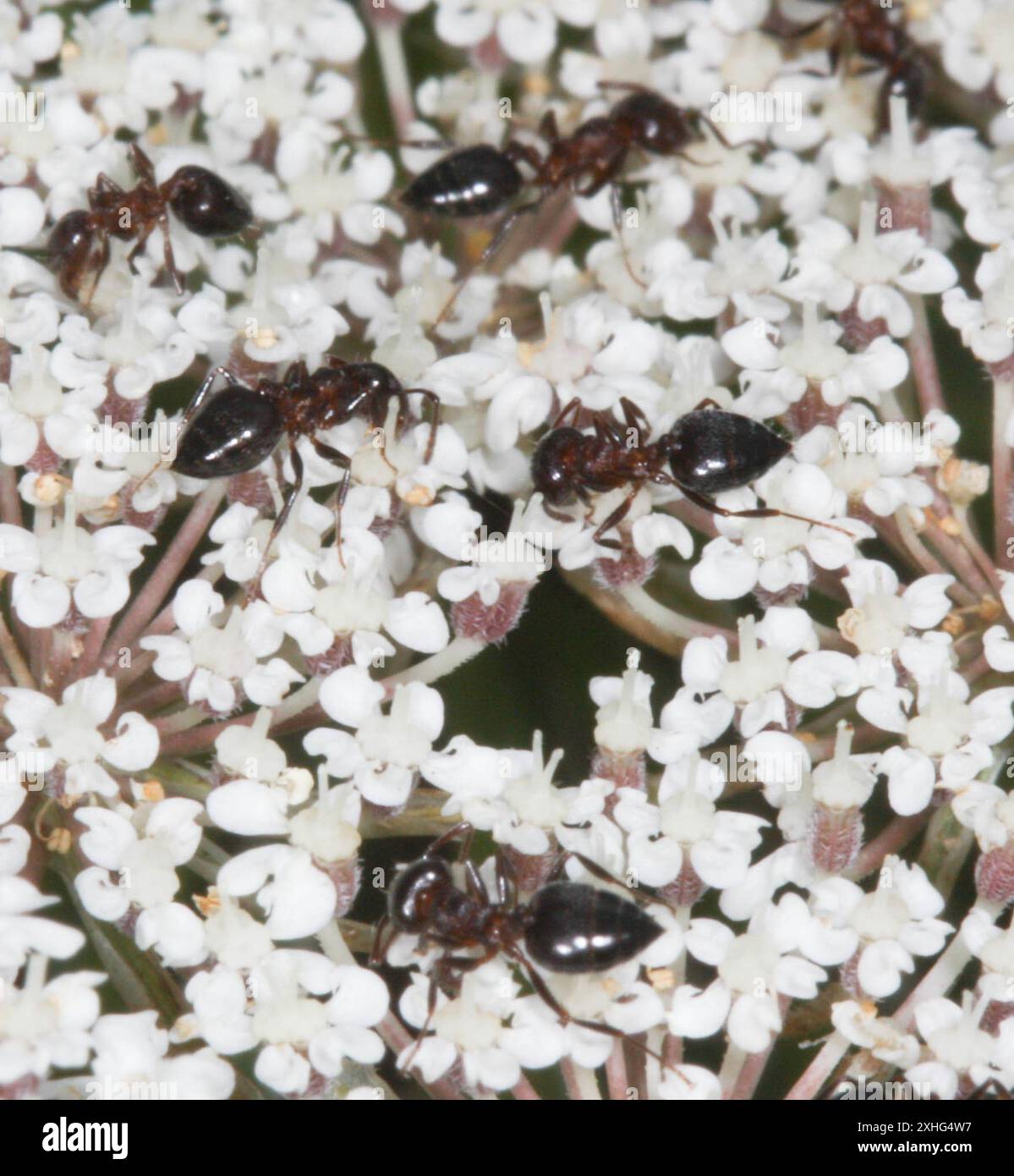 Acrobat Ants and Cocktail Ants (Crematogaster Stock Photo - Alamy
