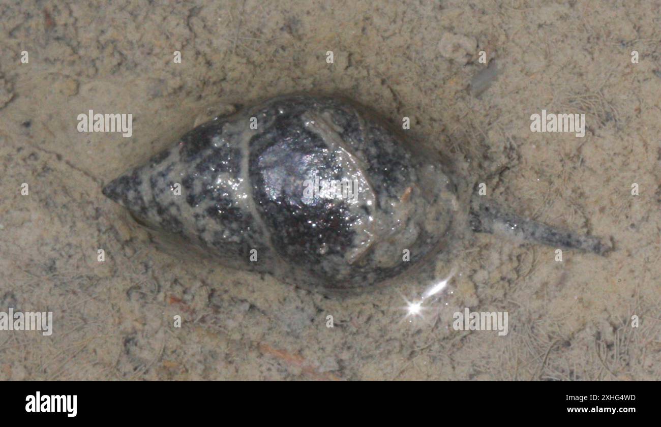Eastern Mudsnail (Ilyanassa obsoleta Stock Photo - Alamy