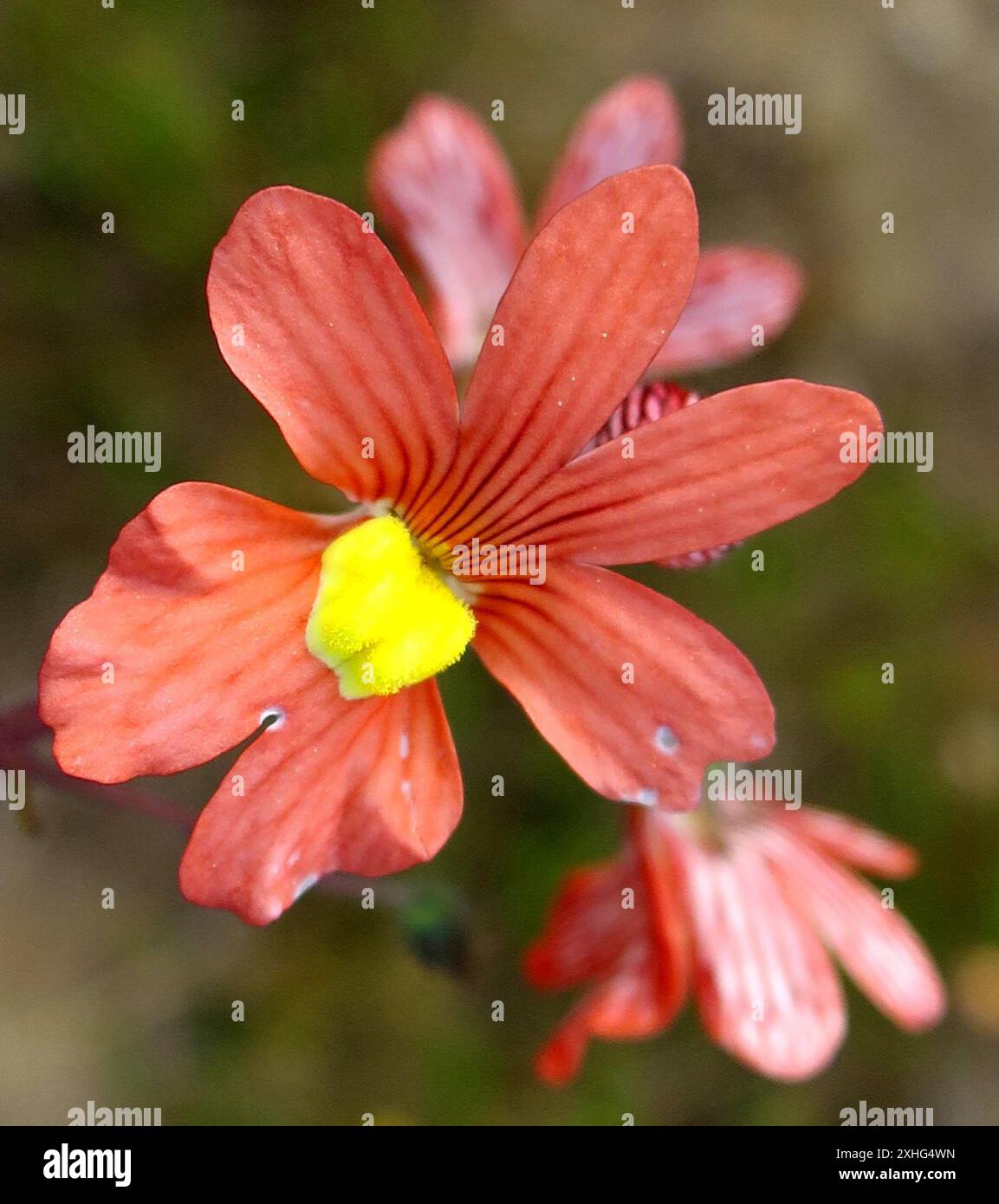 Common Lionface (Nemesia affinis Stock Photo - Alamy