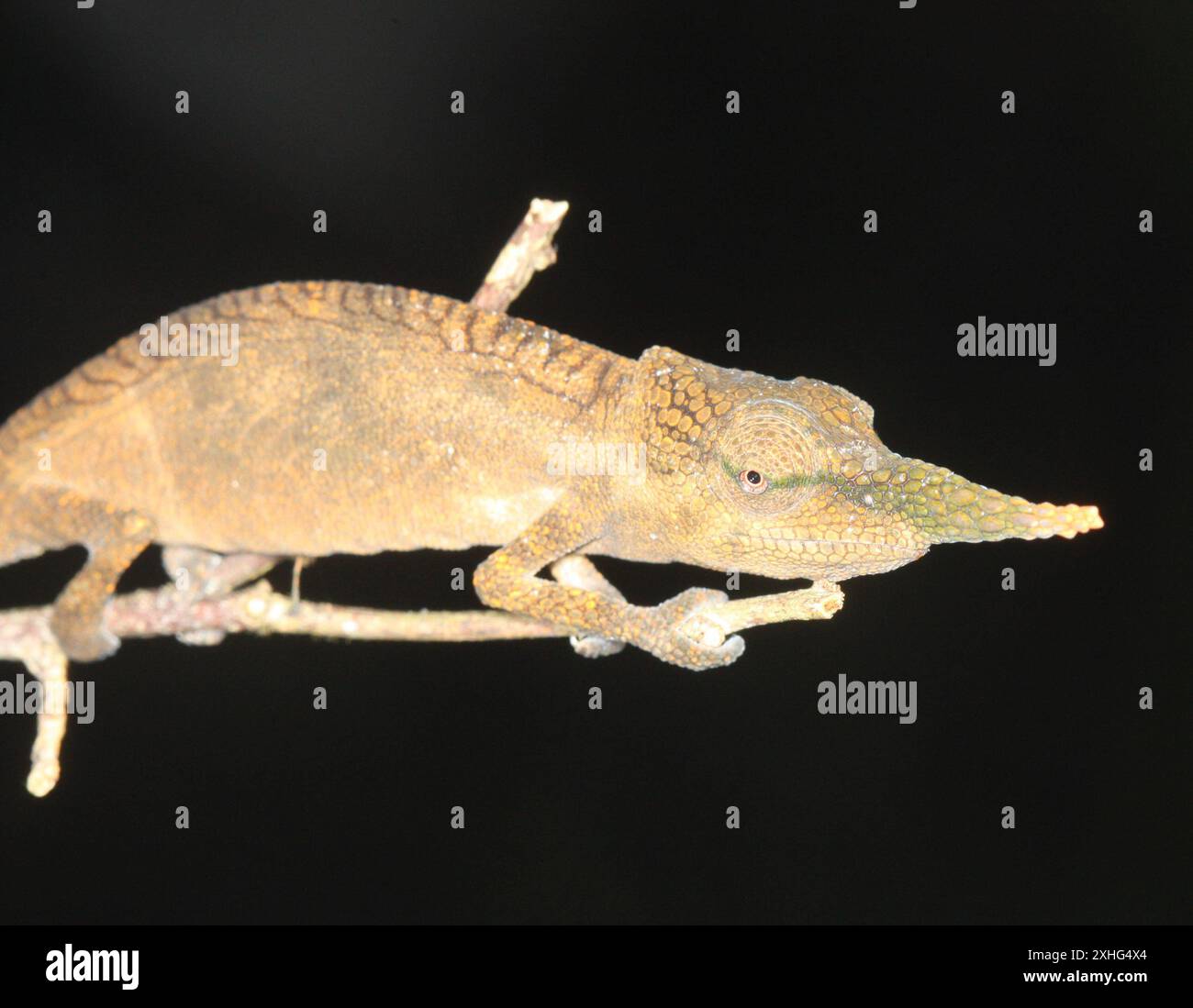Lance nosed chameleon hi-res stock photography and images - Alamy