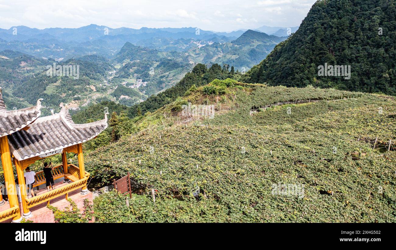 (240714) -- SANDU, July 14, 2024 (Xinhua) -- An aerial photo taken on ...