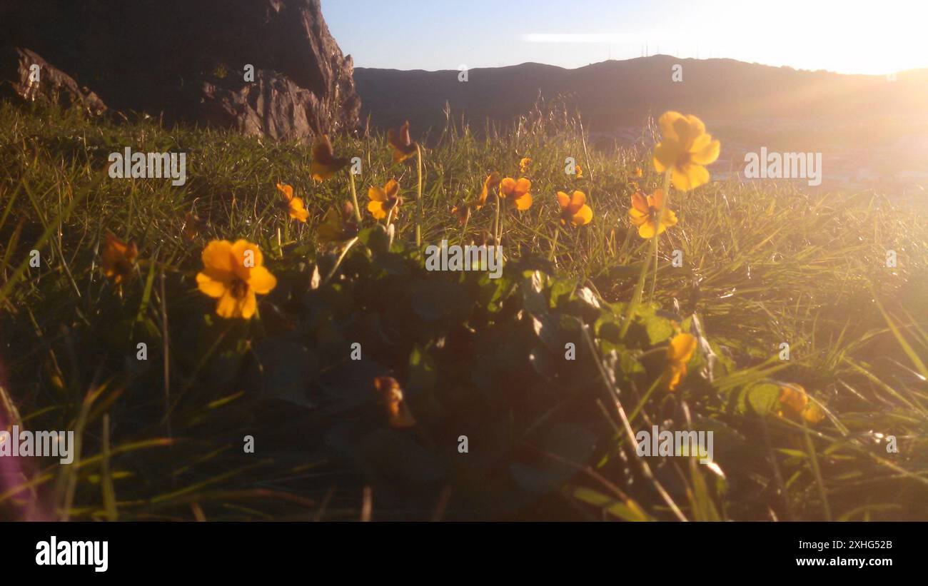 California Golden Violet (Viola pedunculata Stock Photo - Alamy
