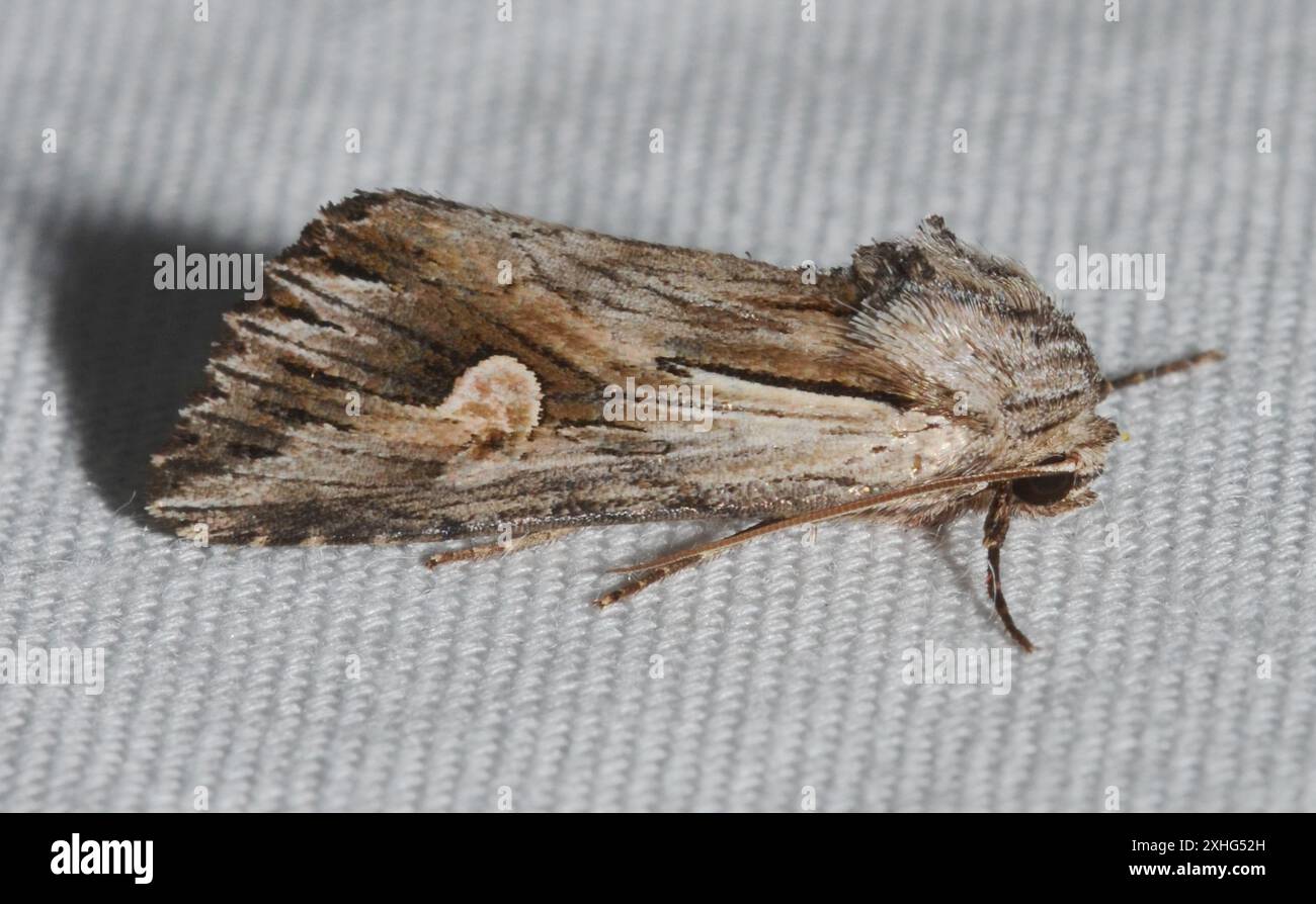 Nedra hi-res stock photography and images - Alamy