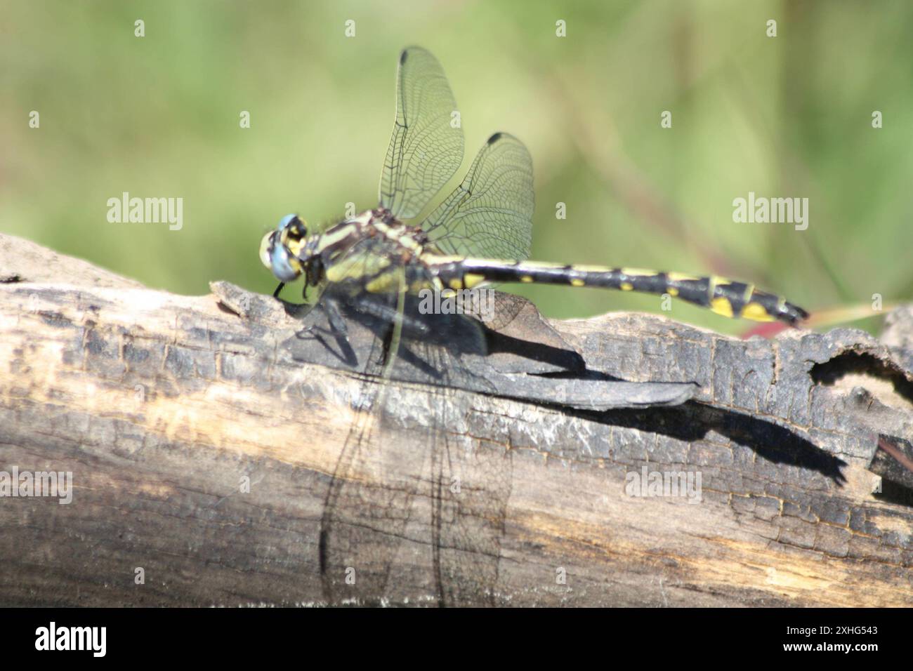 Pacific Clubtail (Phanogomphus kurilis Stock Photo - Alamy