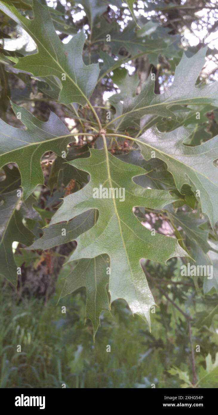 California black oak (Quercus kelloggii Stock Photo - Alamy