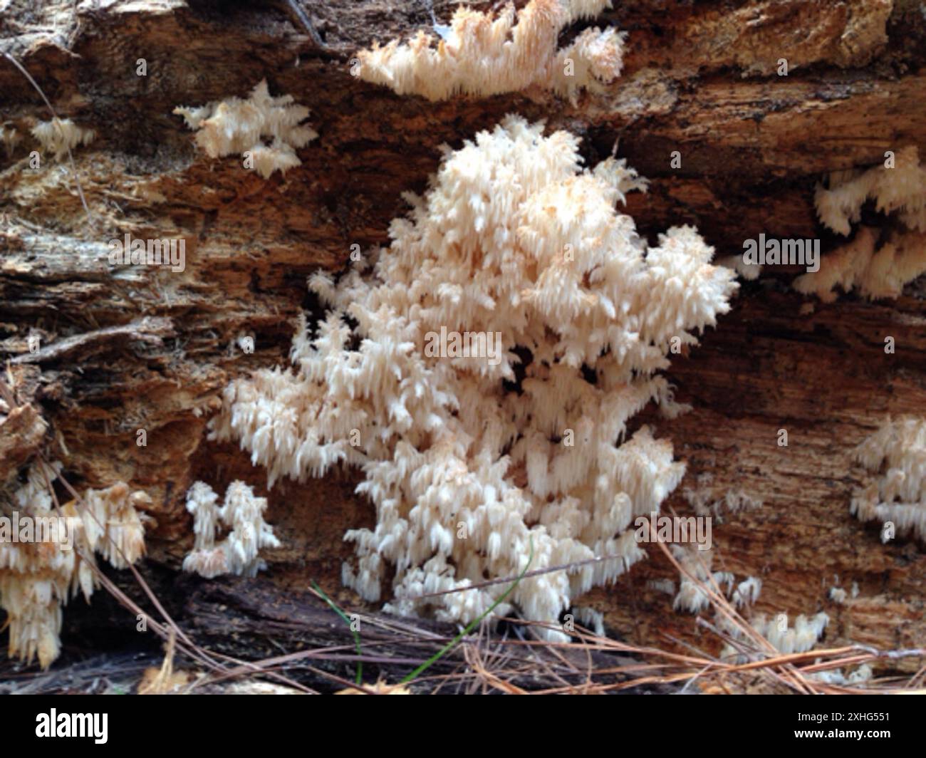Coral tooth fungus (Hericium coralloides Stock Photo - Alamy