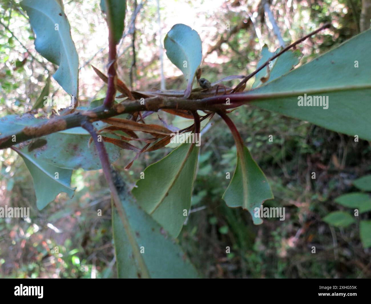 Cape beech (Rapanea melanophloeos Stock Photo - Alamy