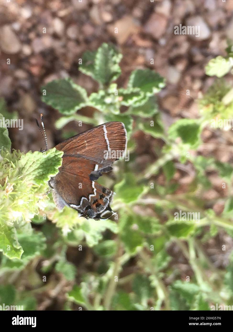 Callophrys spinetorum hi-res stock photography and images - Alamy