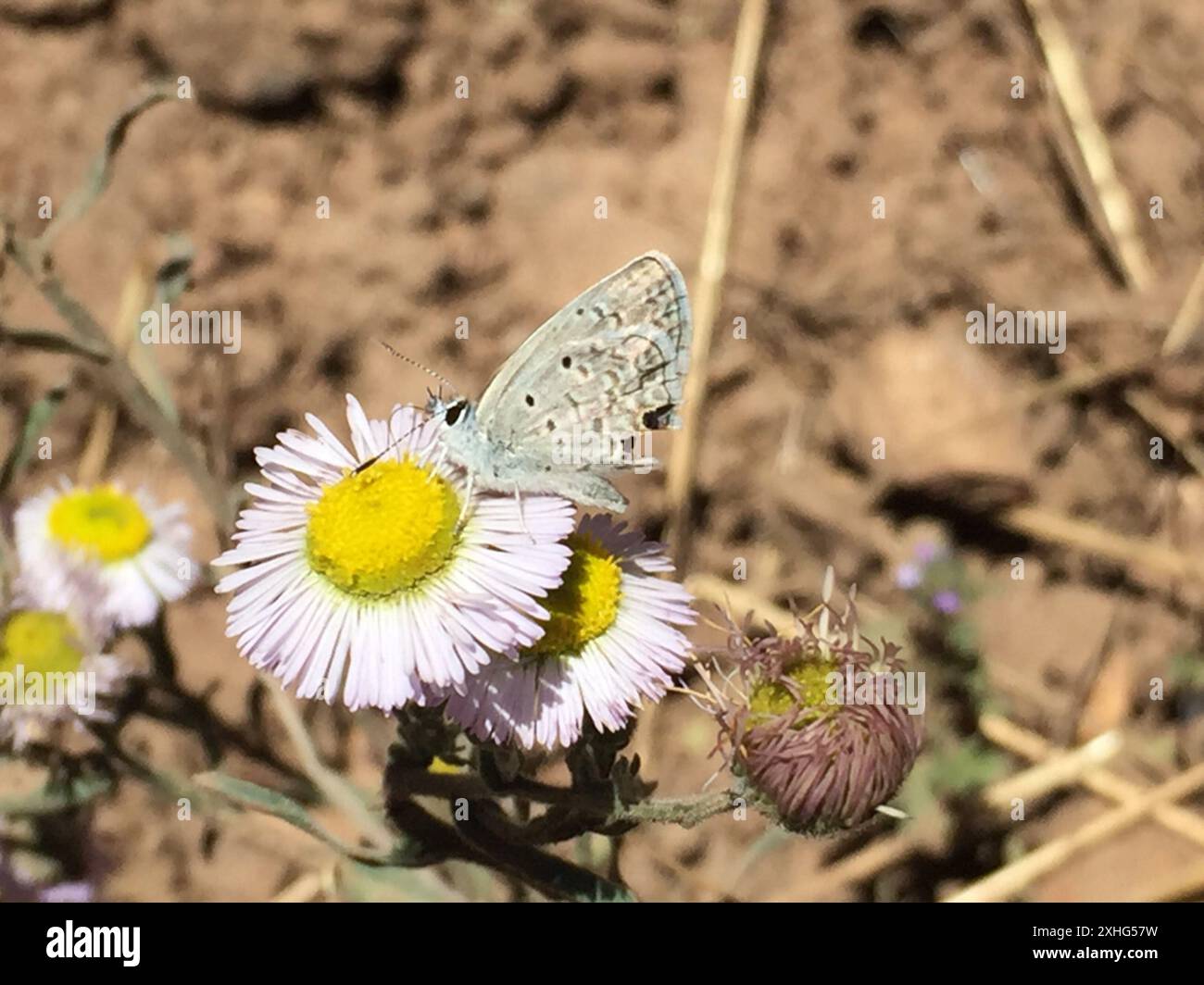 Ceraunus Blue (Hemiargus ceraunus Stock Photo - Alamy