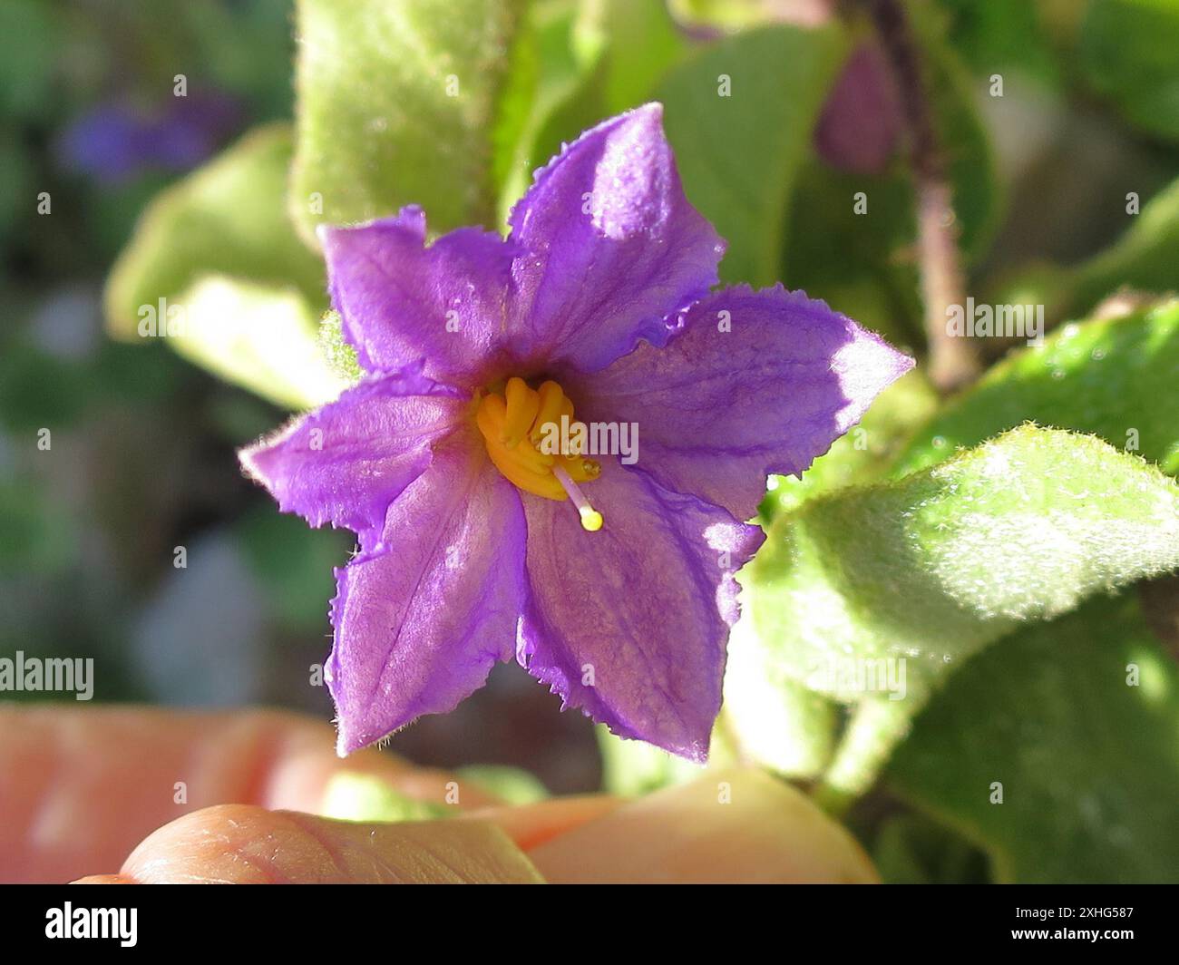 Large Snake-apple (Solanum tomentosum tomentosum Stock Photo - Alamy
