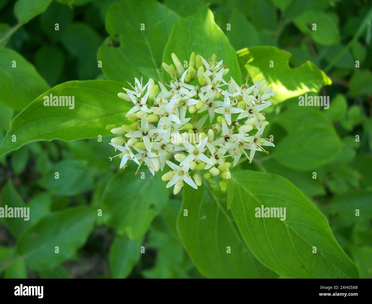silky dogwood (Cornus amomum Stock Photo - Alamy