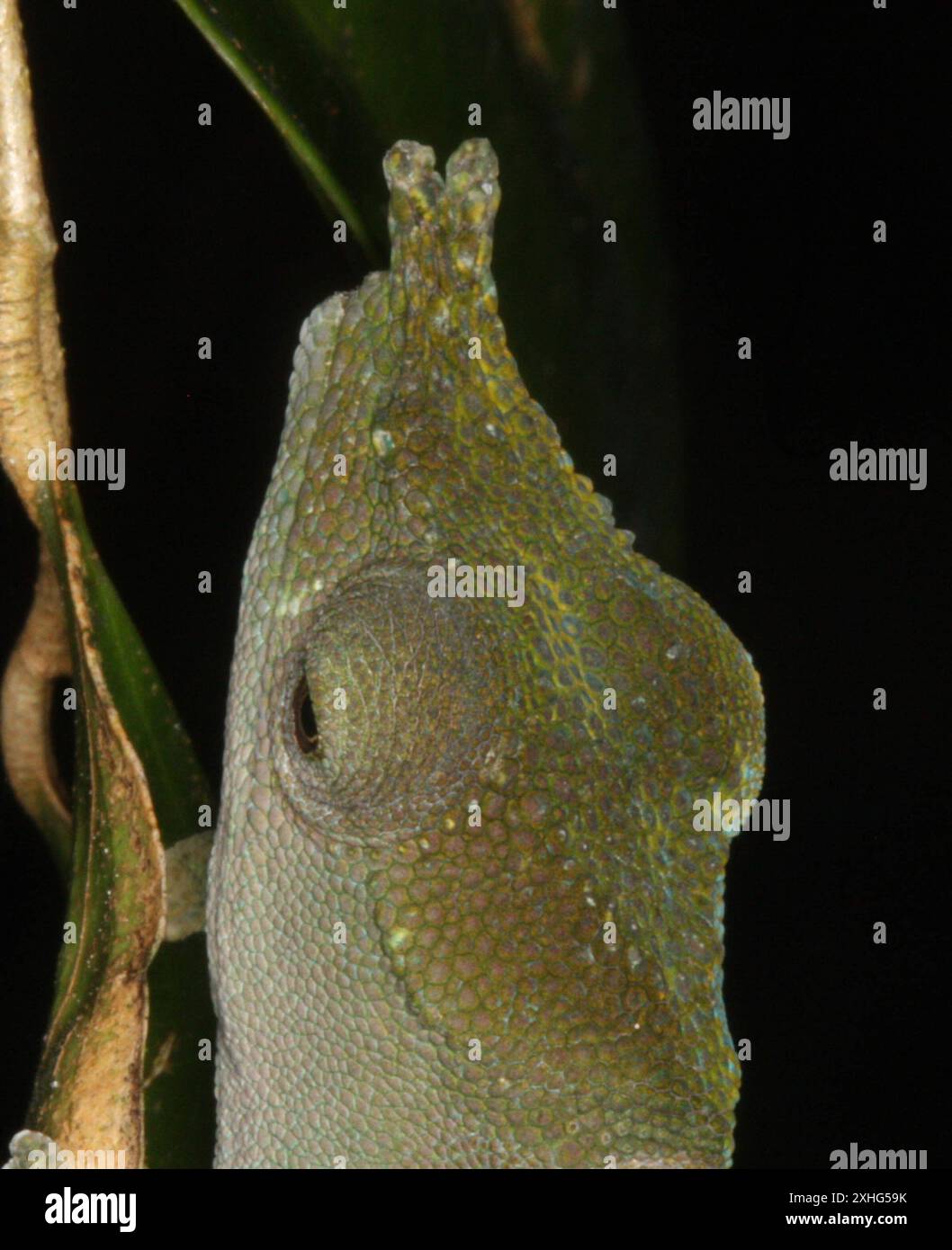 Calumma furcifer hi-res stock photography and images - Alamy