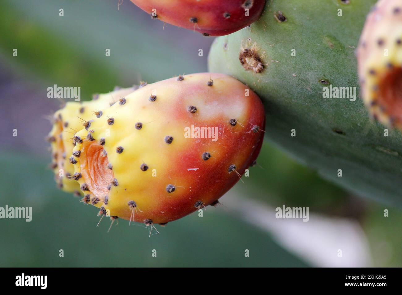 Cactus opuntia spines macro hi-res stock photography and images - Alamy