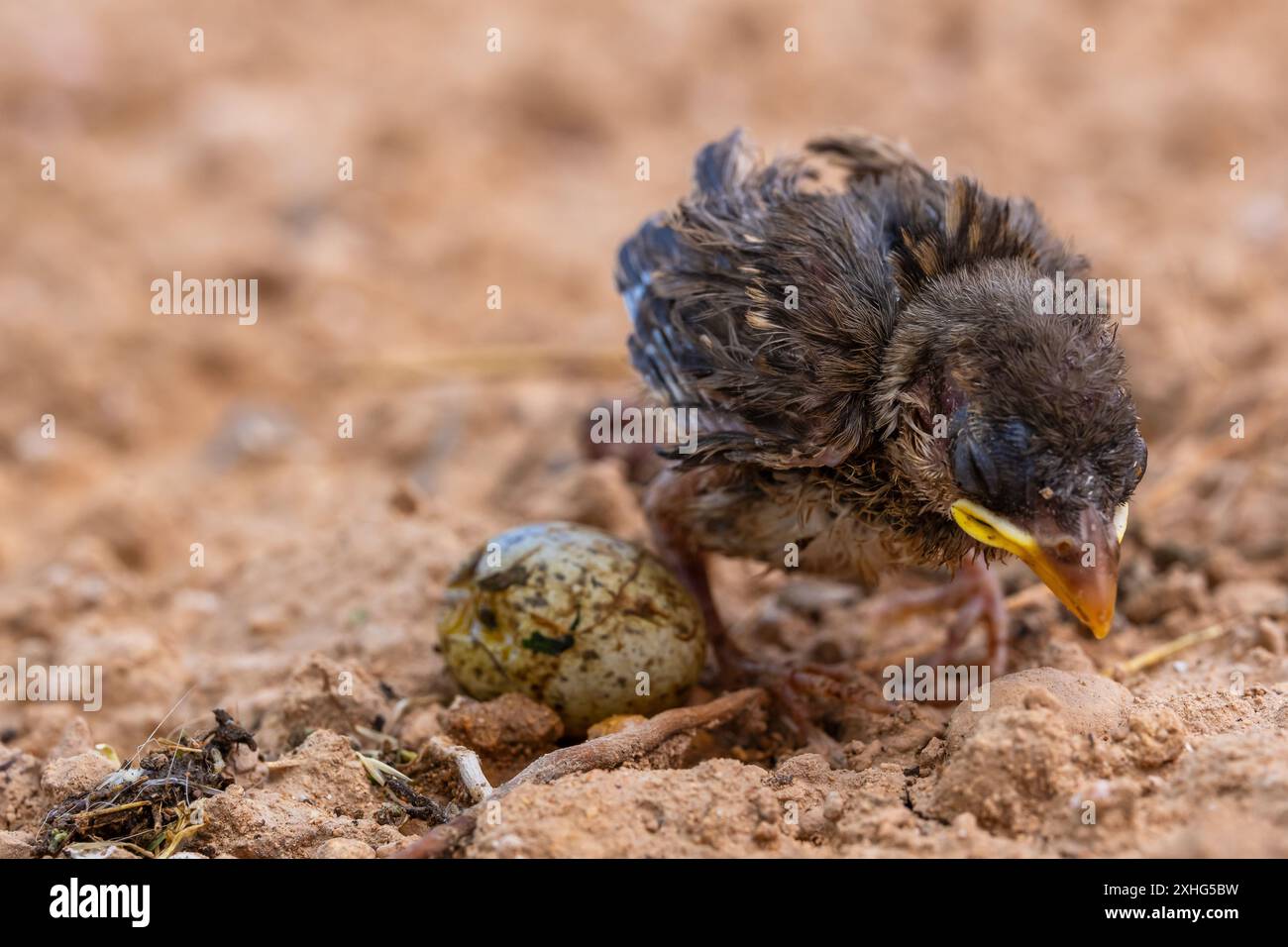 Baby sparrows hi-res stock photography and images - Alamy