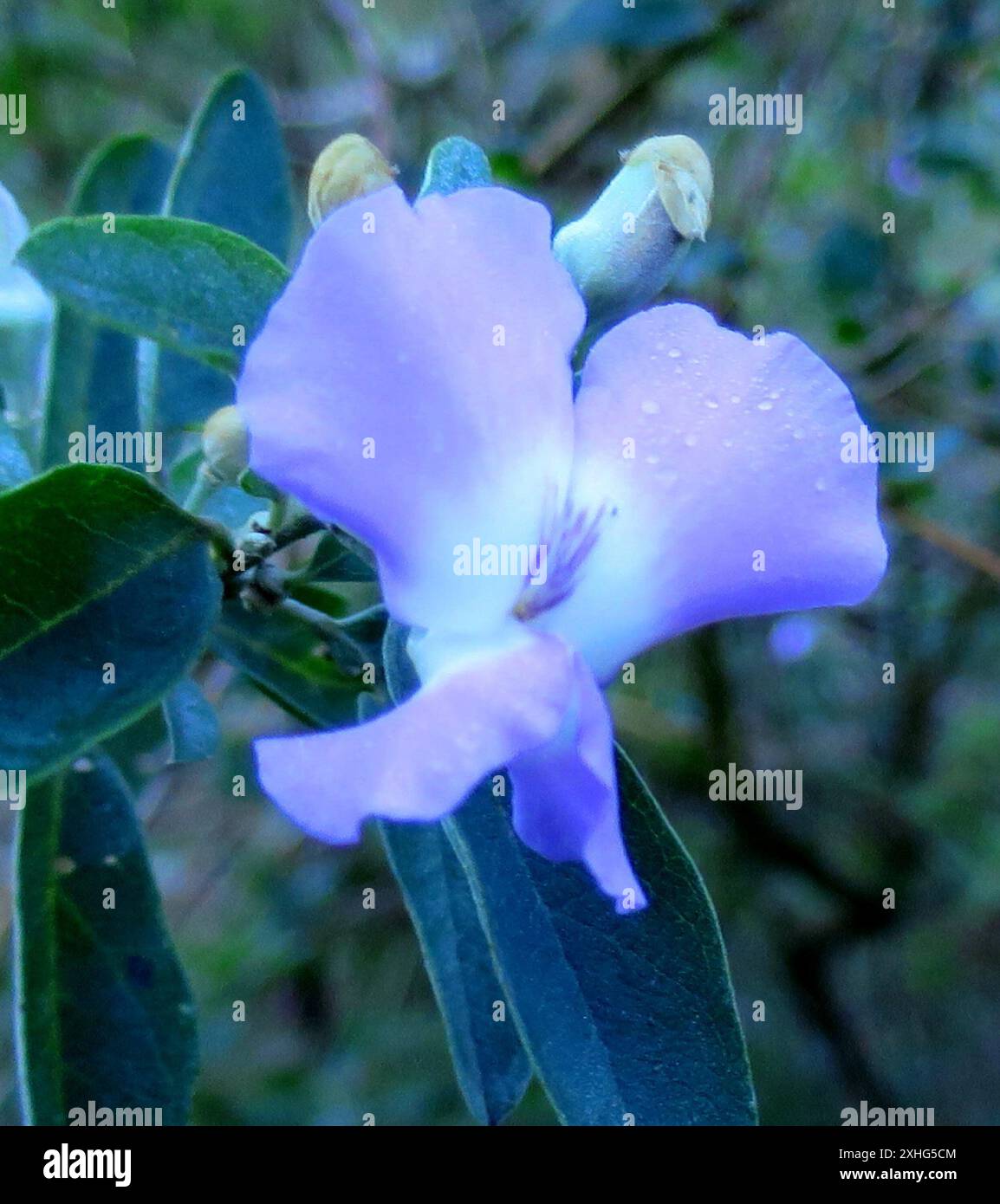 Water blossom pea (Podalyria calyptrata Stock Photo - Alamy