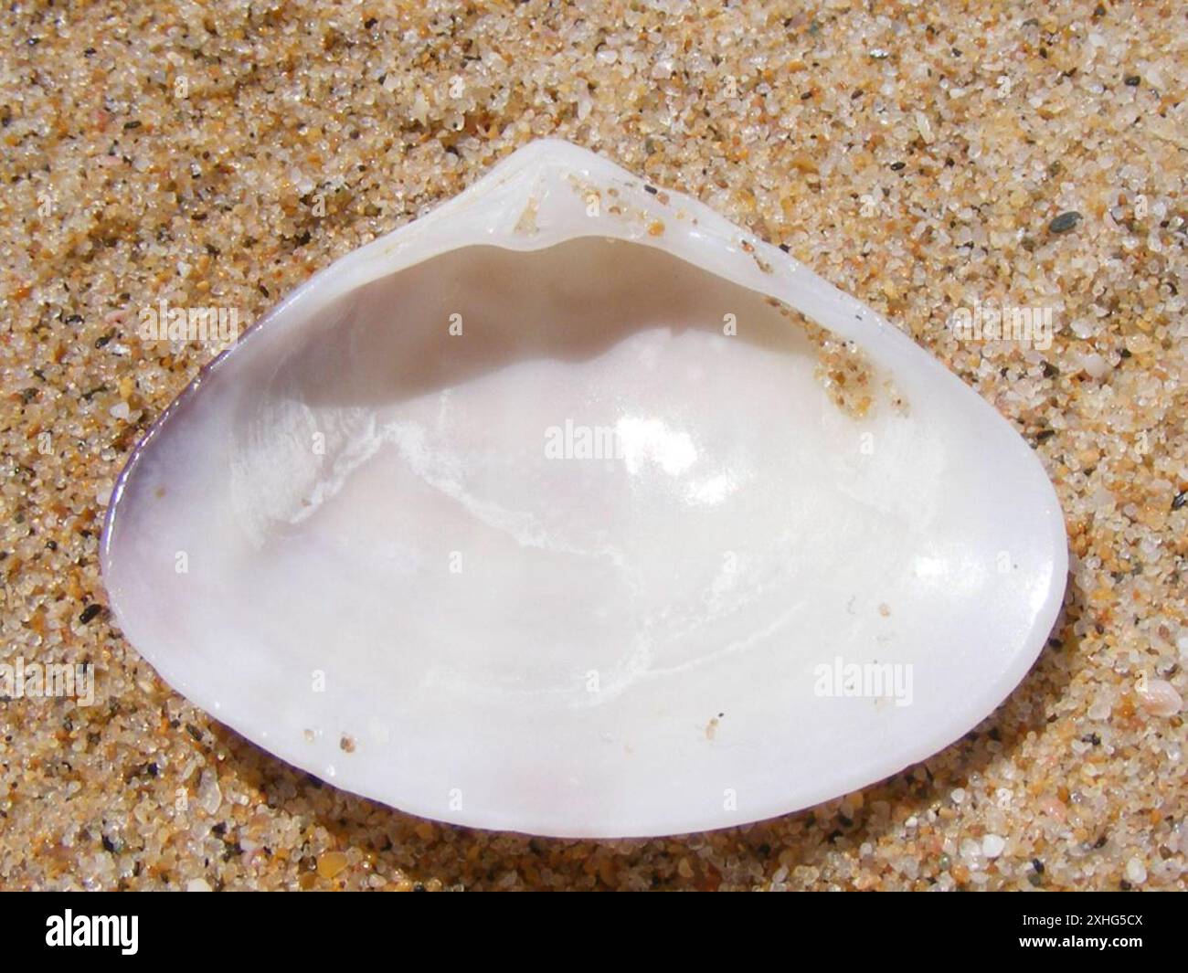 Tivela hi-res stock photography and images - Alamy