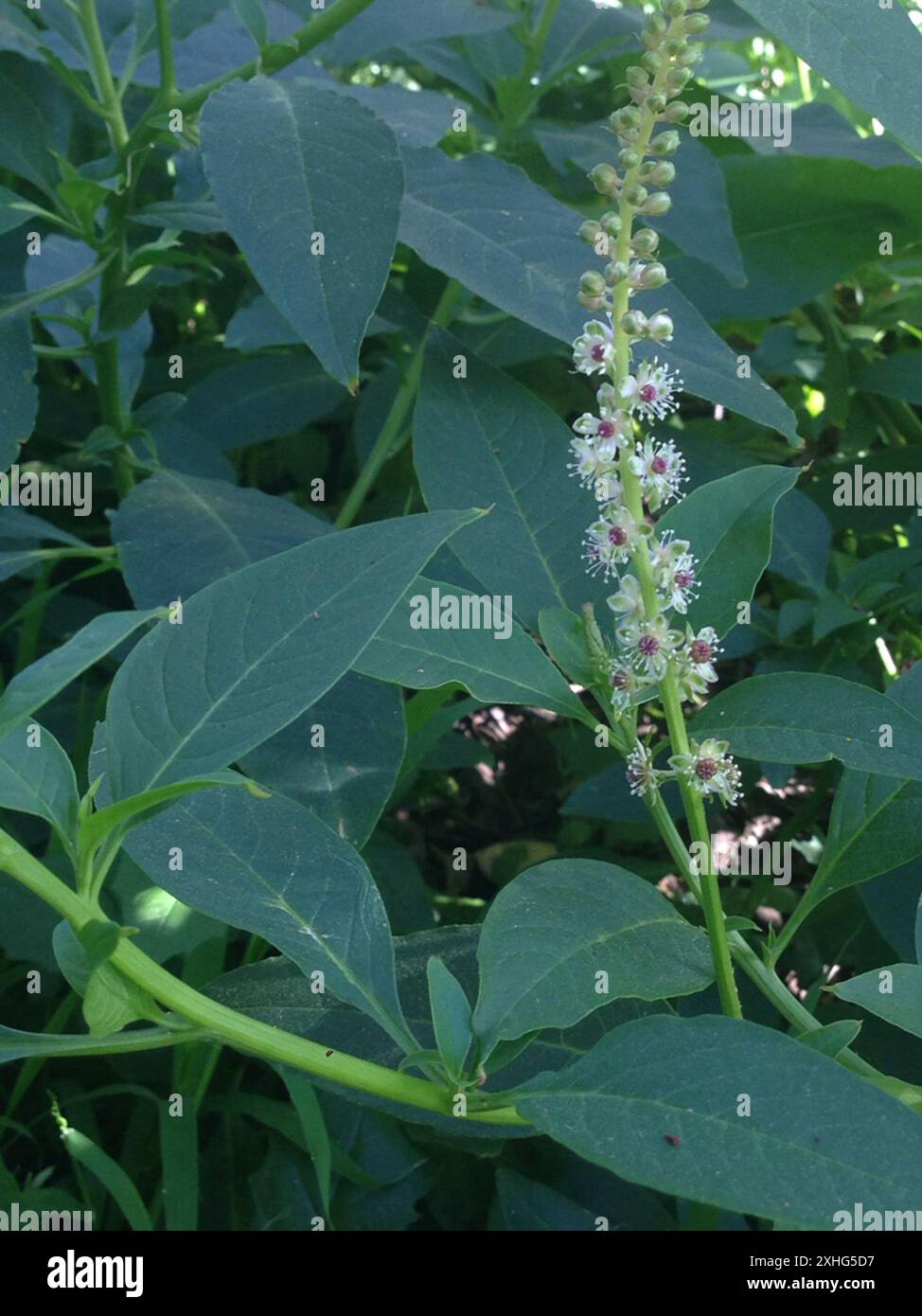 Mexican pokeweed (Phytolacca heterotepala Stock Photo - Alamy