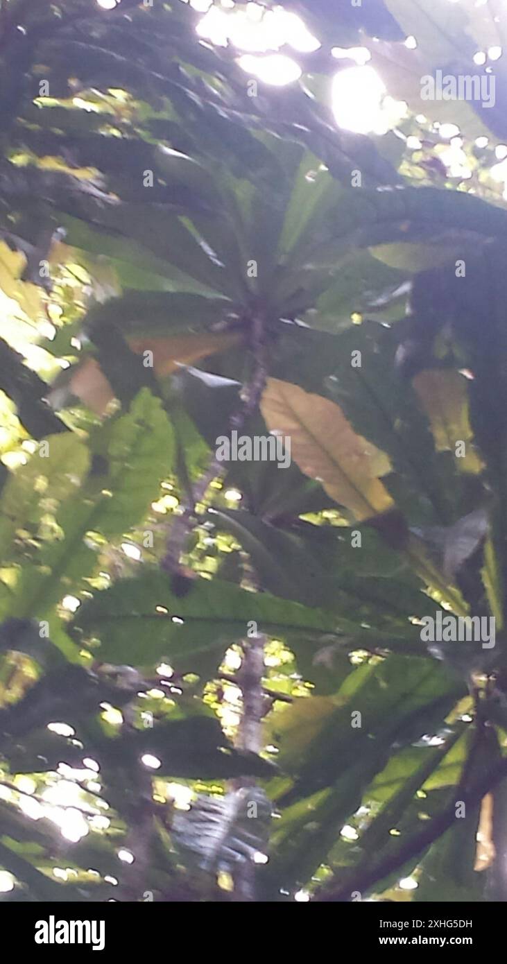 Brexia hi-res stock photography and images - Alamy