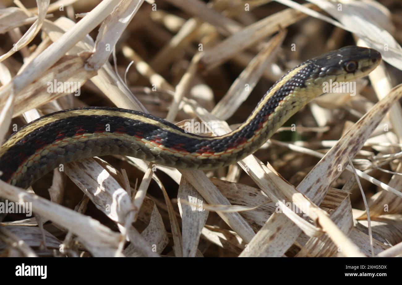 Red sided garter snake hi-res stock photography and images - Alamy