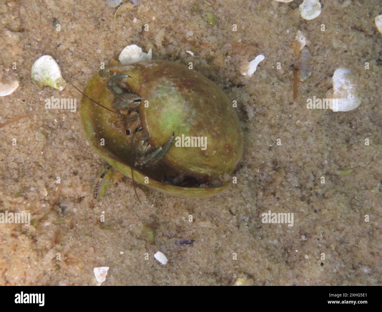 Bulla ampulla hi-res stock photography and images - Alamy