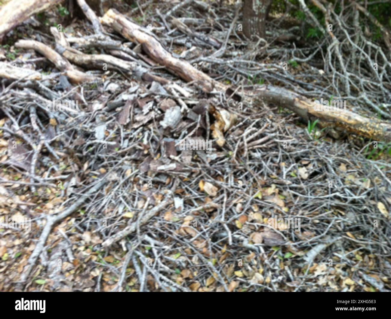 Neotoma fuscipes hi-res stock photography and images - Alamy