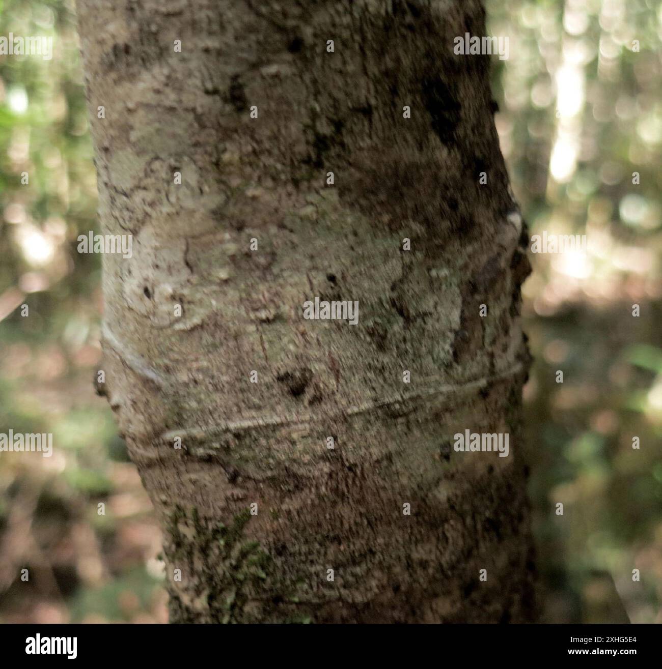 Assegai tree hi-res stock photography and images - Alamy