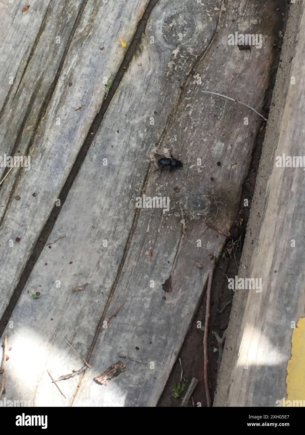 Warrior Beetles (Pasimachus Stock Photo - Alamy