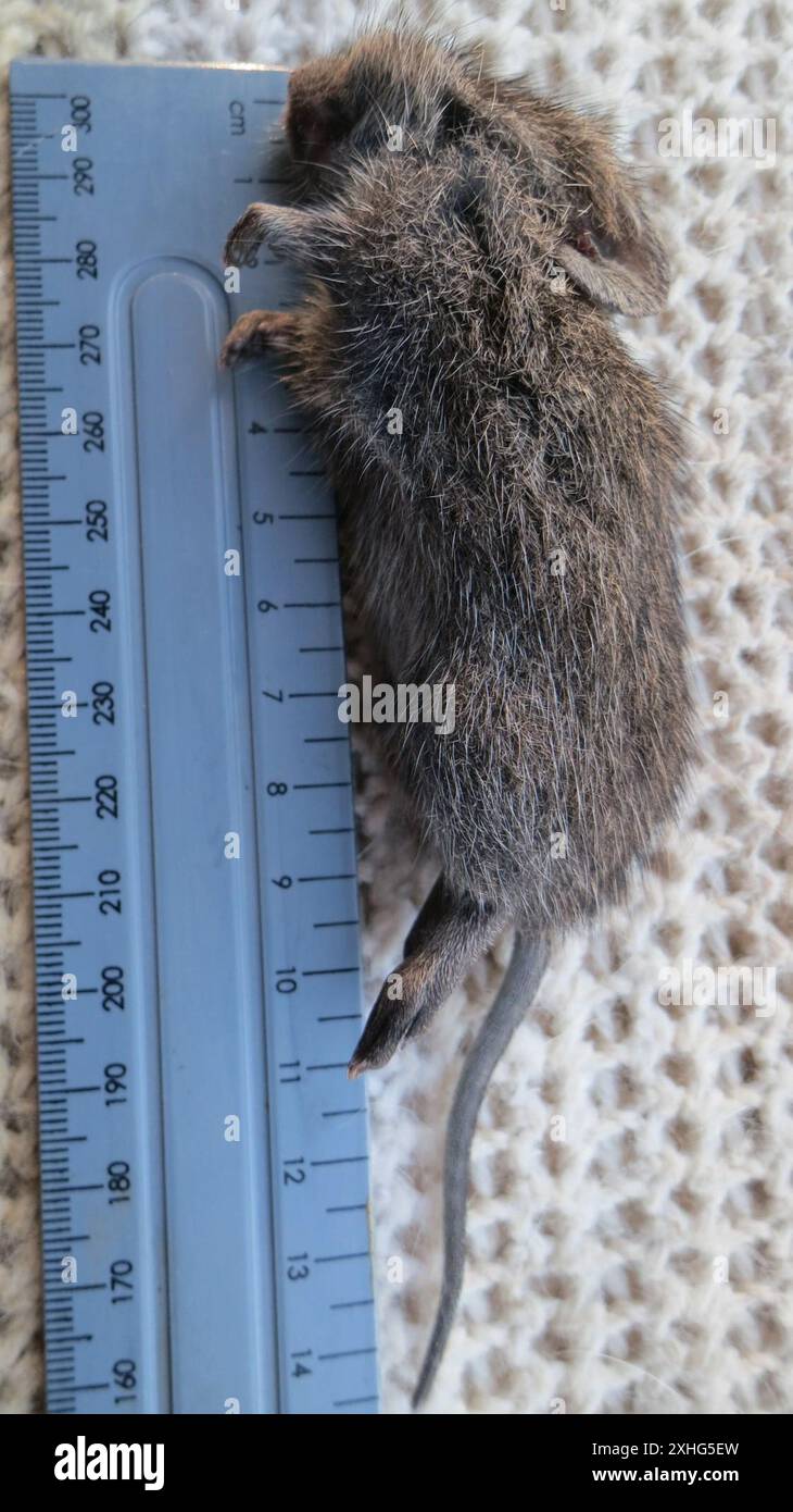 Otomys irroratus hi-res stock photography and images - Alamy