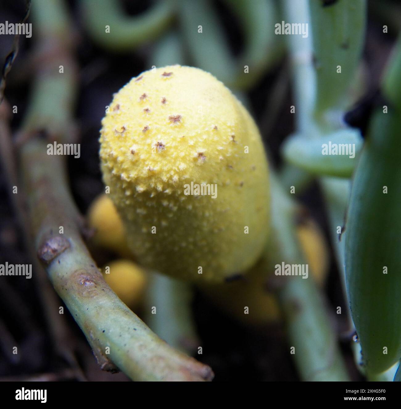 flowerpot parasol (Leucocoprinus birnbaumii Stock Photo - Alamy