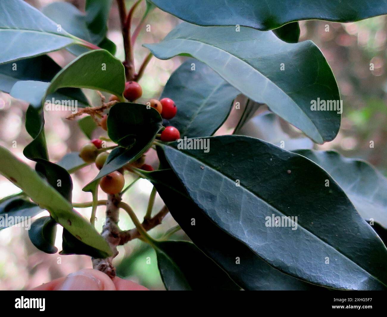 Common Cape Holly (Ilex mitis mitis Stock Photo - Alamy