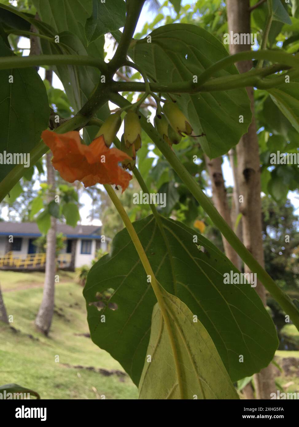 Kerosene Tree (Cordia subcordata Stock Photo - Alamy