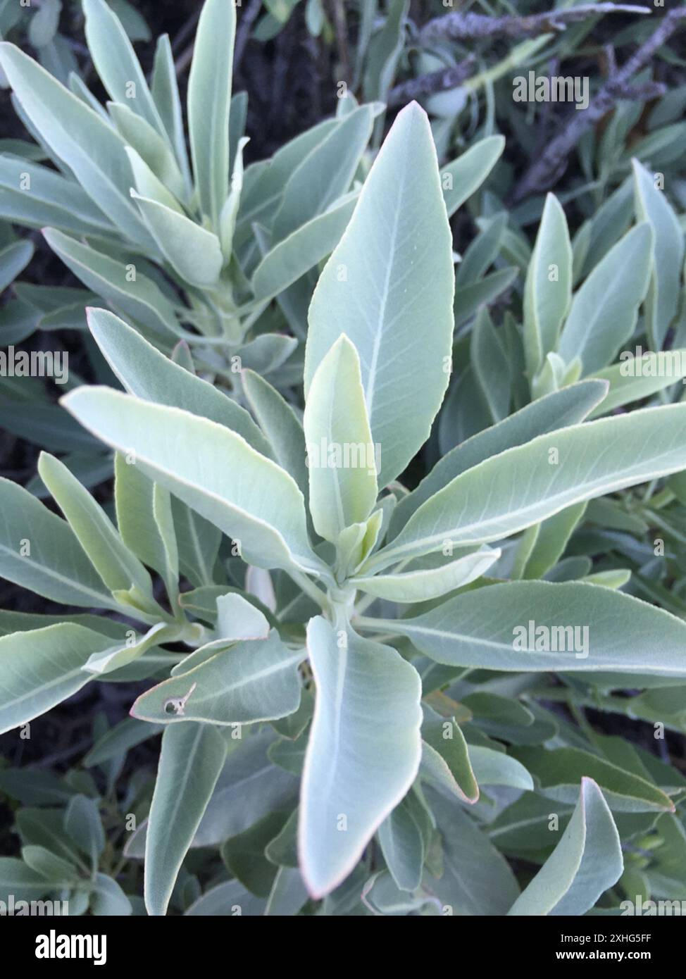 white sage (Salvia apiana Stock Photo - Alamy