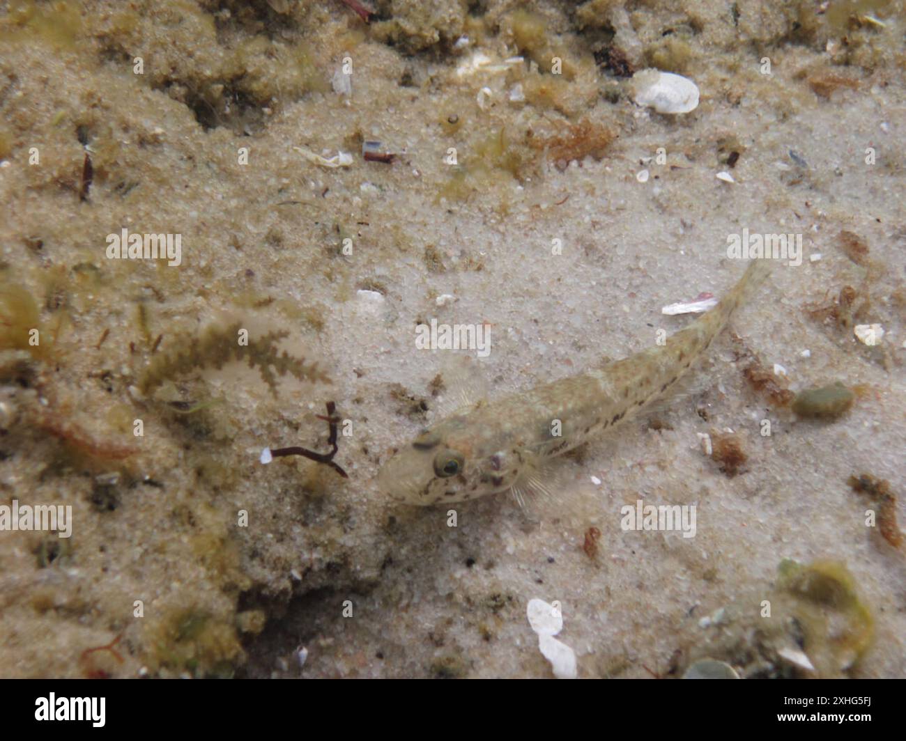 Whitespotted Frillgoby (Bathygobius coalitus Stock Photo - Alamy
