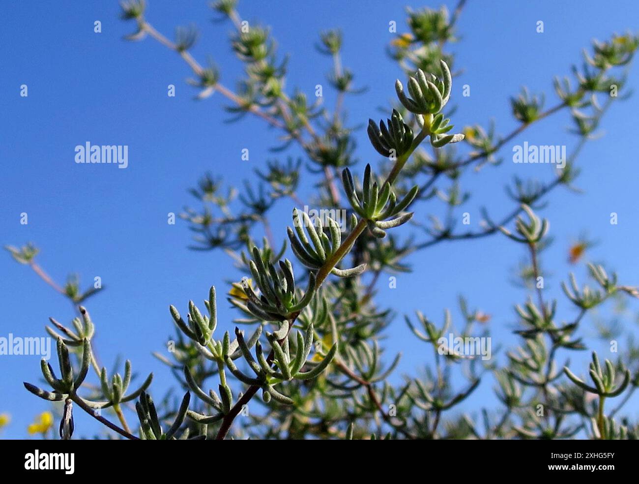 Fingerleaf hi-res stock photography and images - Alamy