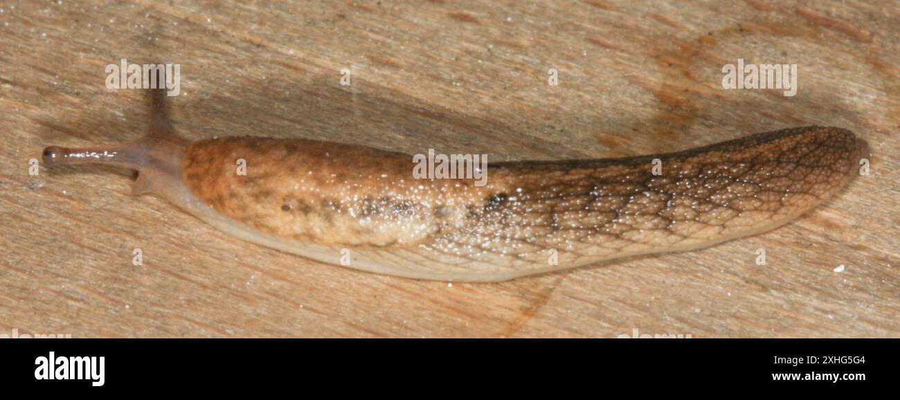 Reticulate Taildropper (Prophysaon andersonii Stock Photo - Alamy