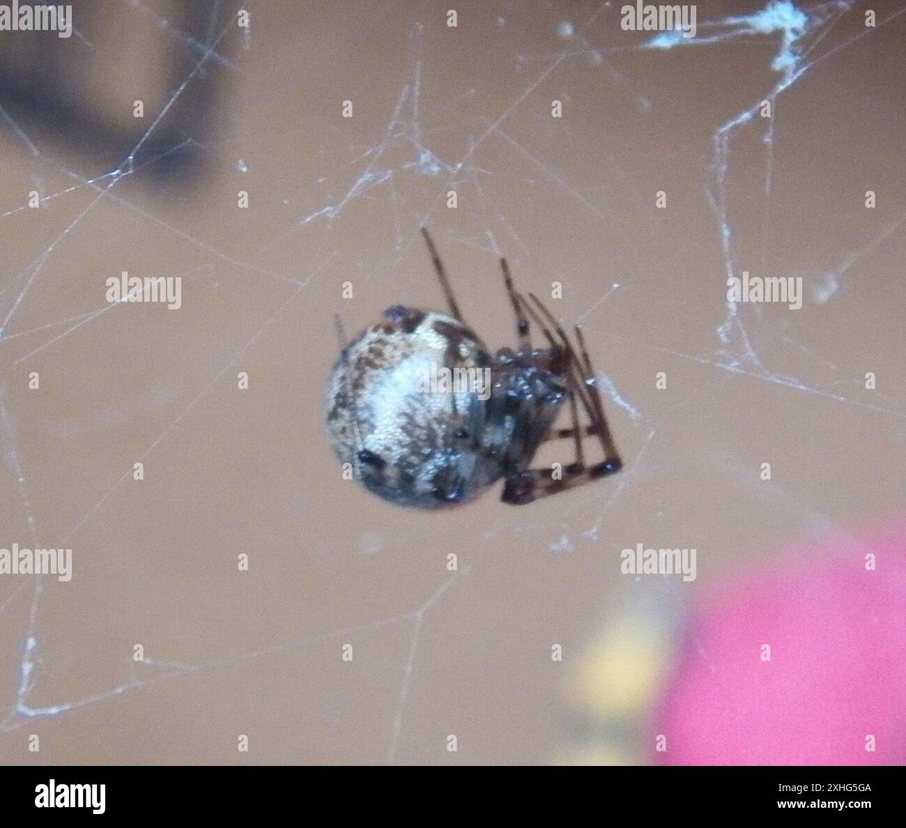 Common House Spider (Parasteatoda tepidariorum Stock Photo - Alamy