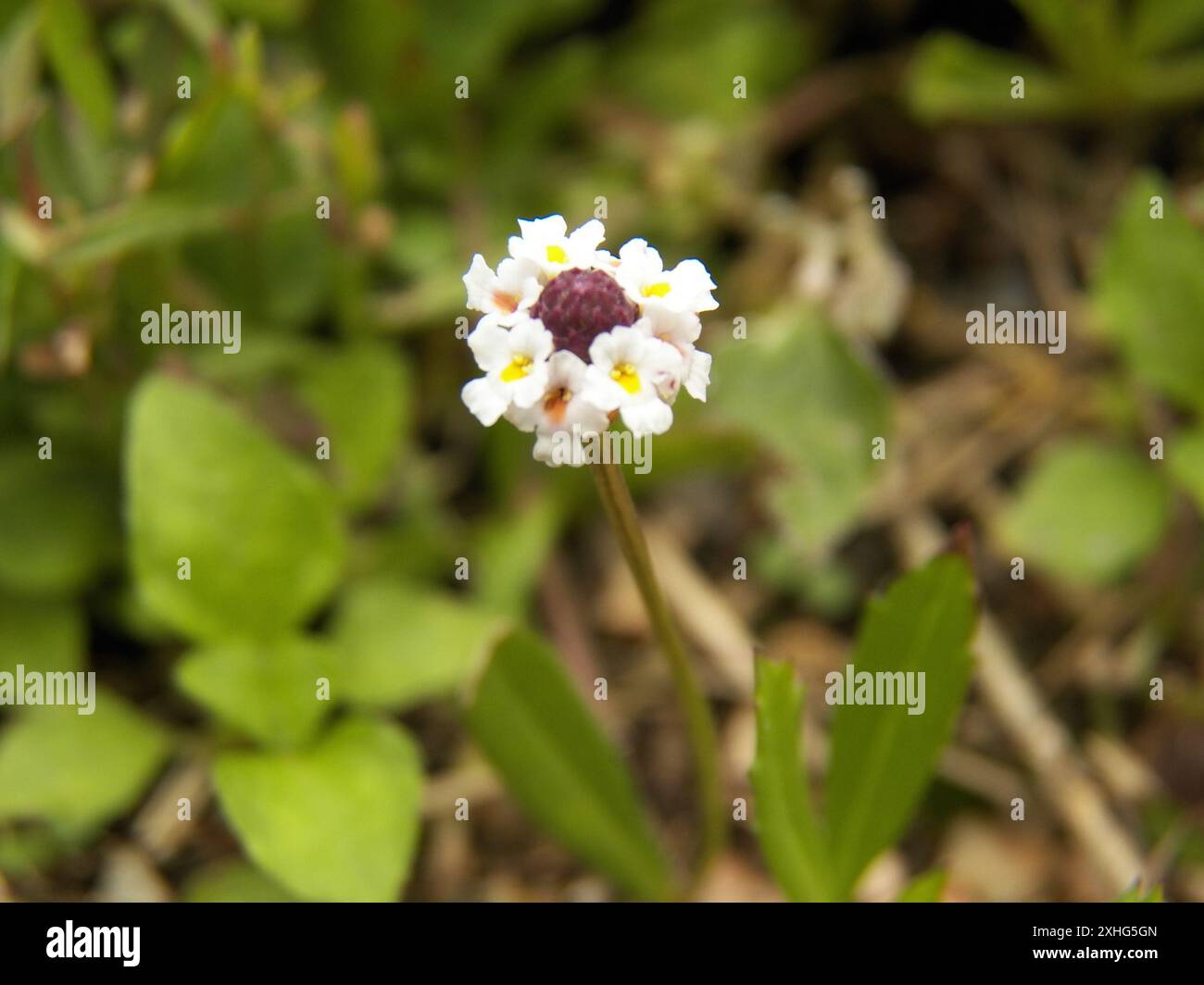 turkey tangle frogfruit (Phyla nodiflora Stock Photo - Alamy