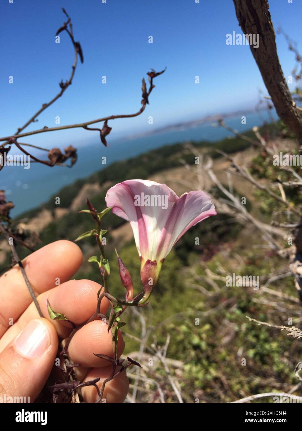 Pacific False Bindweed (Calystegia purpurata Stock Photo - Alamy