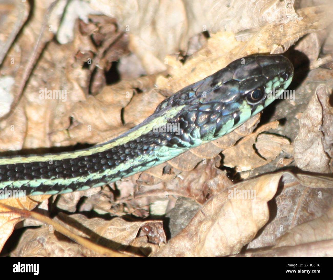 Puget Sound Garter Snake (Thamnophis sirtalis pickeringii Stock Photo ...
