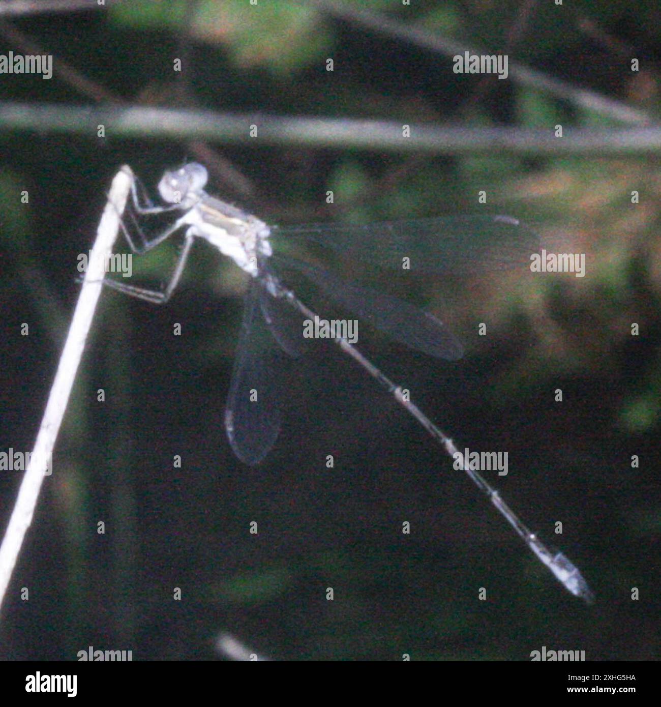 Spotted Spreadwing (Lestes congener Stock Photo - Alamy