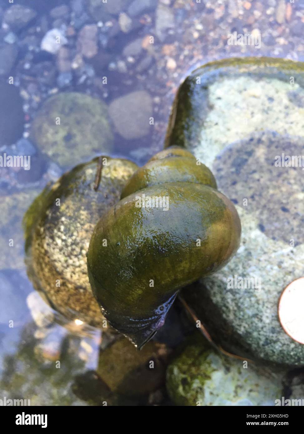 Chinese Mystery Snail (Cipangopaludina chinensis Stock Photo - Alamy