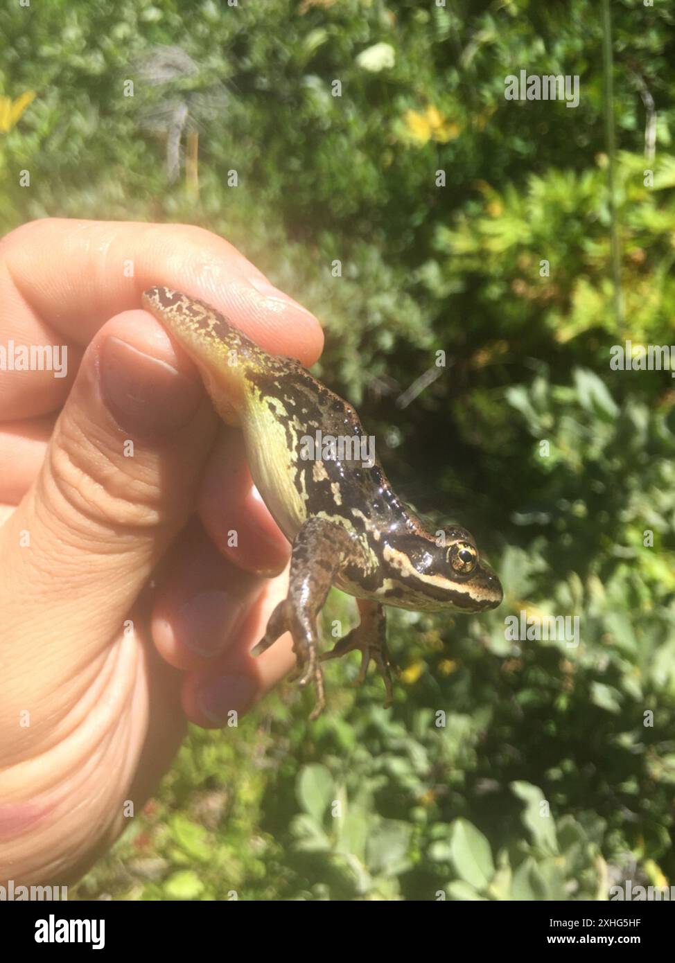 Rana cascadae cascades frog hi-res stock photography and images - Alamy
