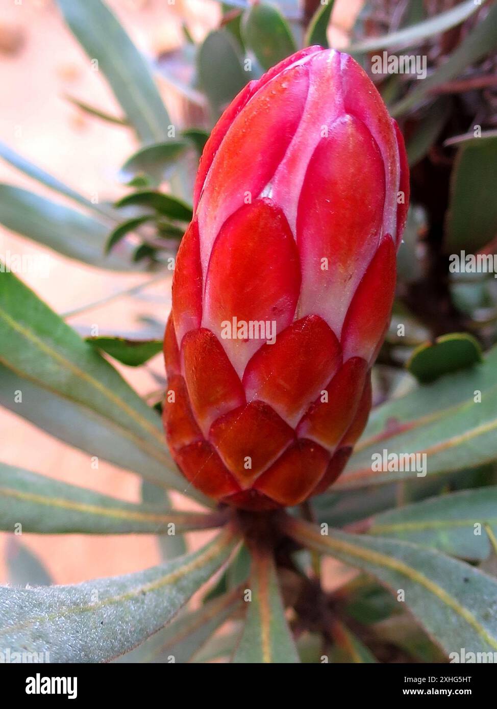 stink-leaf sugarbush (Protea susannae Stock Photo - Alamy