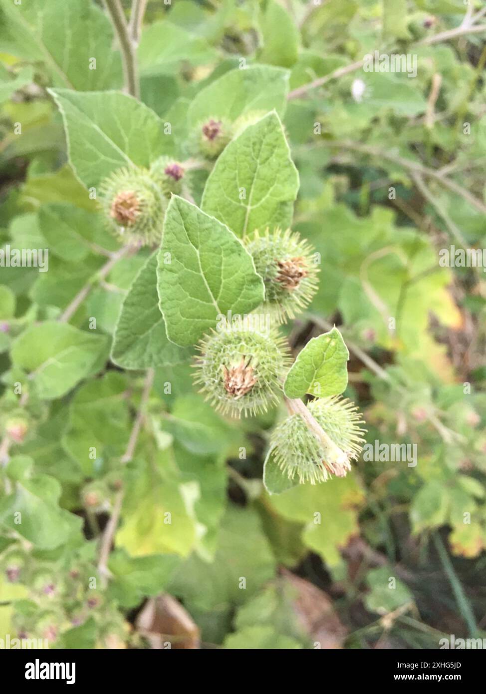 greater burdock (Arctium lappa Stock Photo - Alamy