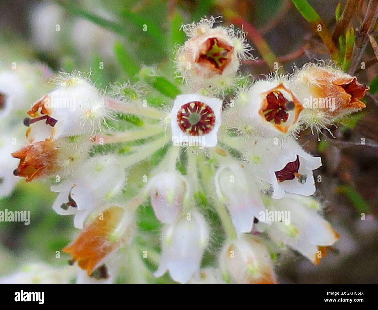 Felt Heath (Erica pannosa Stock Photo - Alamy