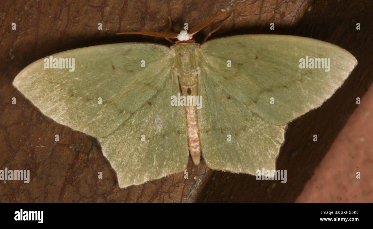 Geometer Moths (Geometridae Stock Photo - Alamy