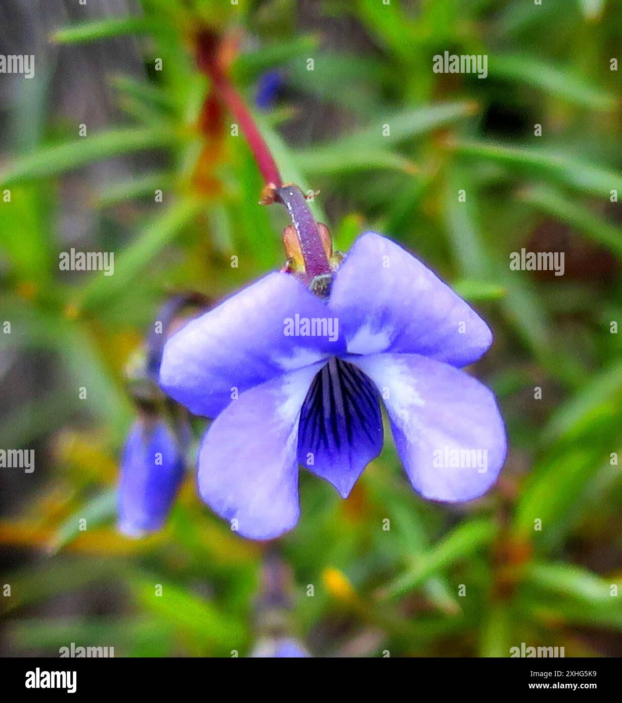 common Cape violet (Viola decumbens decumbens Stock Photo - Alamy