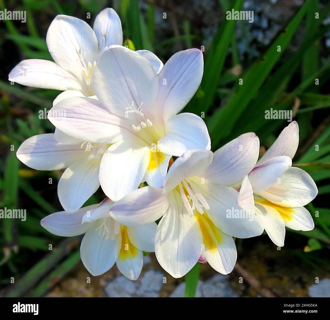 White Kammetjie (Freesia leichtlinii alba Stock Photo - Alamy