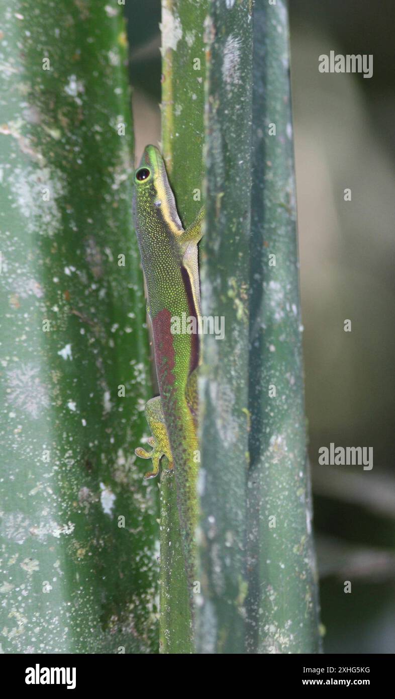 Striped Day Gecko (Phelsuma lineata Stock Photo - Alamy