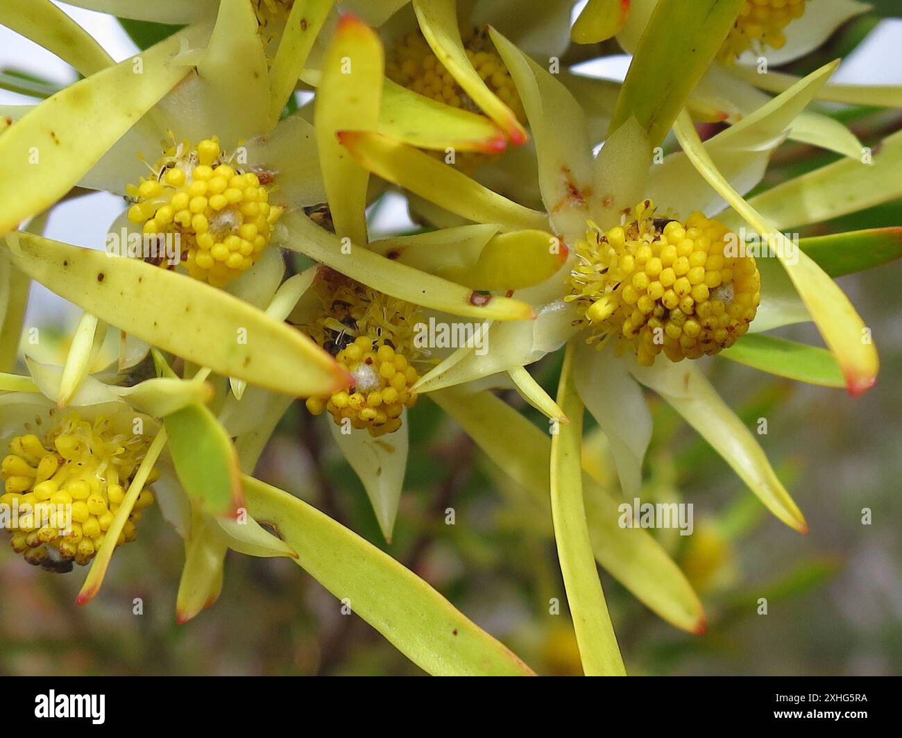 Gumleaf Conebush (Leucadendron eucalyptifolium Stock Photo - Alamy